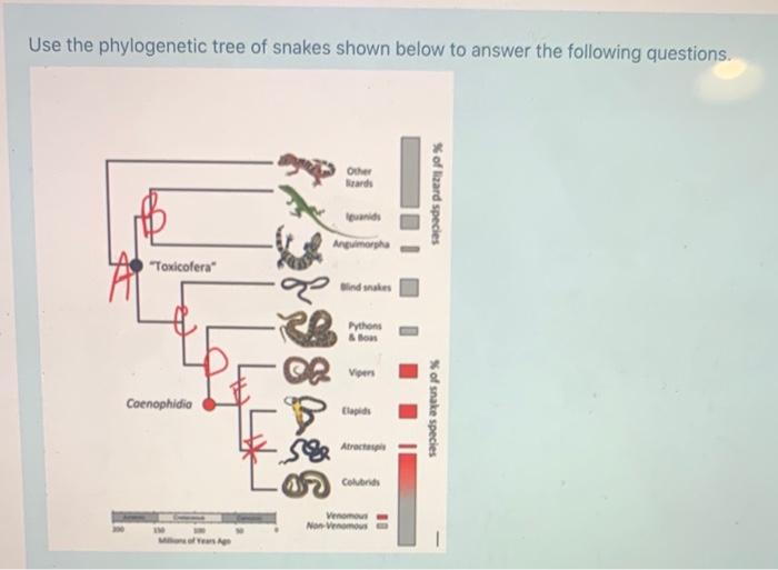 Solved Use the phylogenetic tree of snakes shown below to | Chegg.com