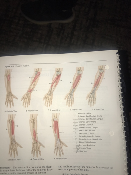 Solved OF THE UPPER LIVID Figure 16.1 Arm muscles. mould be | Chegg.com