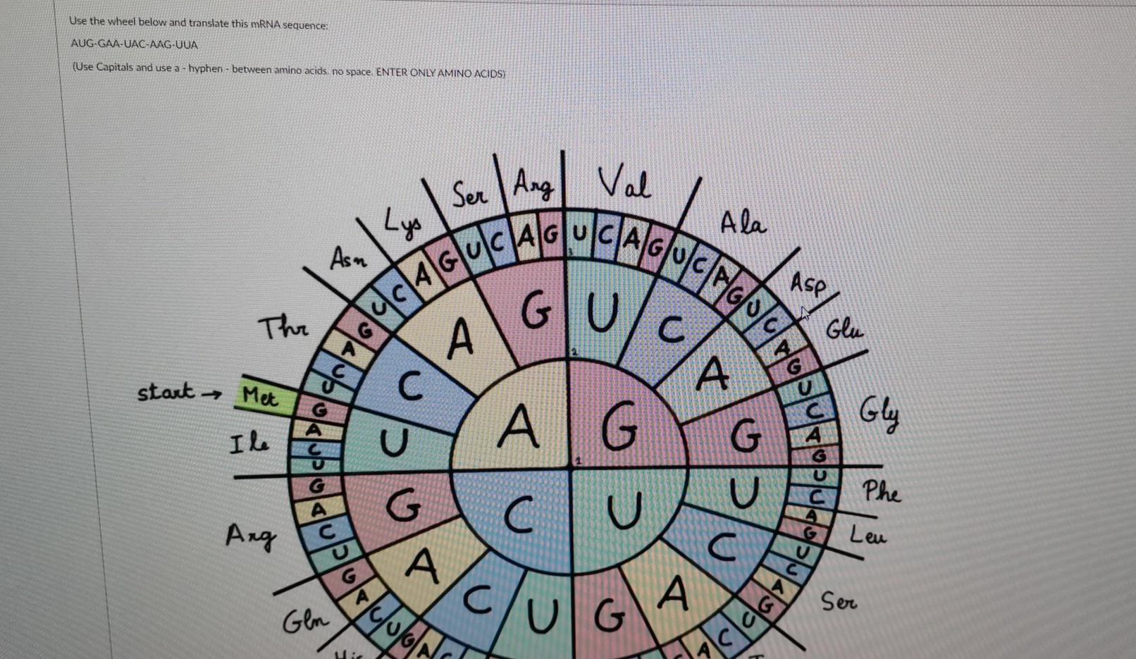 Solved Use the wheel below and translate this mRNA sequence: | Chegg.com