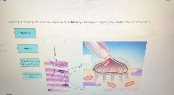 Solved Label the Mustration of a neuromuscular junction | Chegg.com