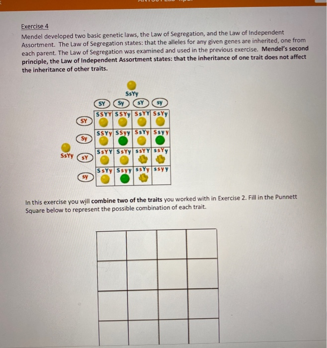 Solved Exercise 4 Mendel developed two basic genetic laws, | Chegg.com