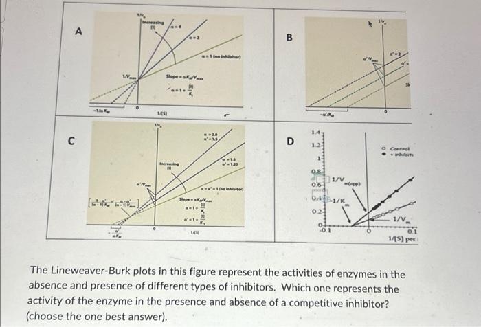 Solved The Lineweaver-Burk plots in this figure represent | Chegg.com