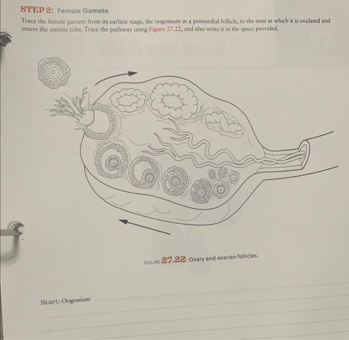 Solved STIEP 2: Female Gamete Trace the female gamete from | Chegg.com