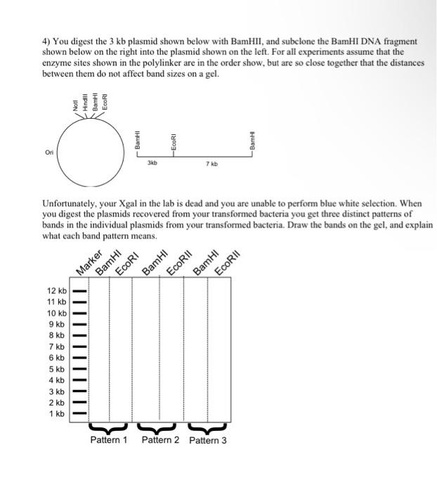 Solved 4) You digest the 3 kb plasmid shown below with | Chegg.com