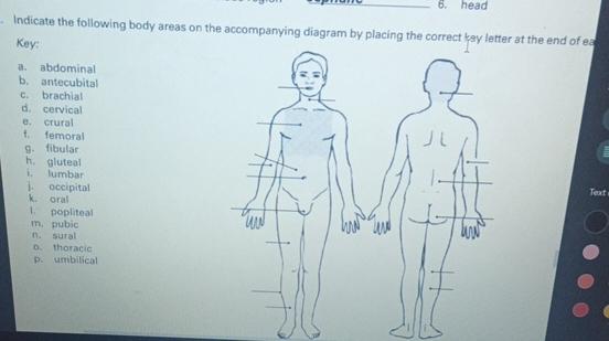 Solved Indicate the following body areas on the accompanying | Chegg.com