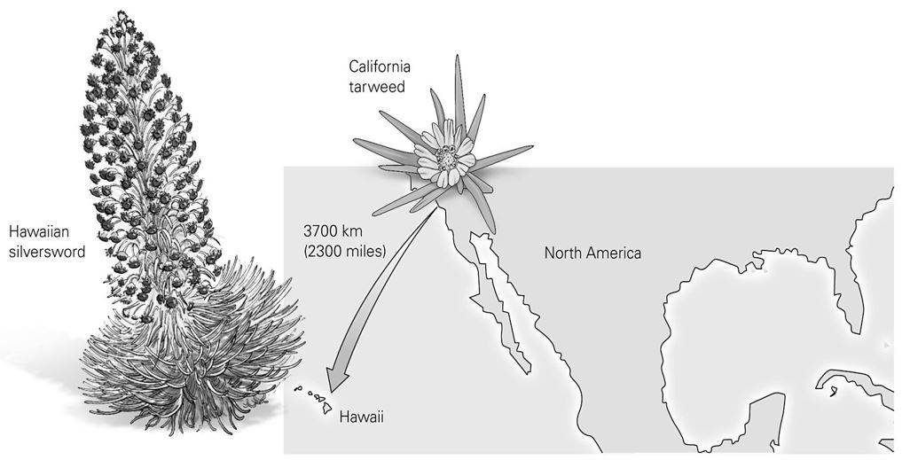 Solved What concept is illustrated by the California tarweed | Chegg.com
