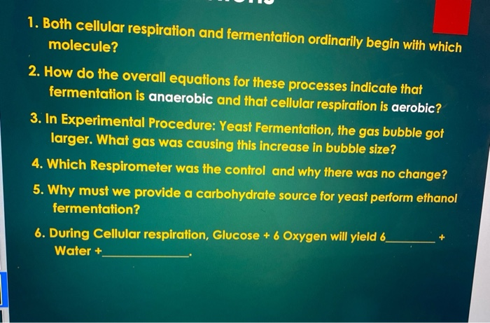 Solved 1. Both cellular respiration and fermentation | Chegg.com
