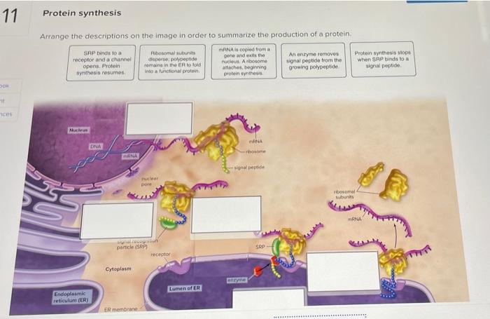 Solved 11 Protein synthesis Arrange the descriptions on the | Chegg.com