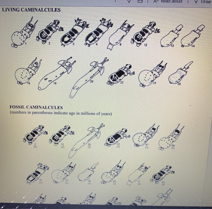Solved Exercise 1: The Taxonomic Classification of Living | Chegg.com