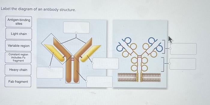Label the diagram of an antibody structure. | Chegg.com