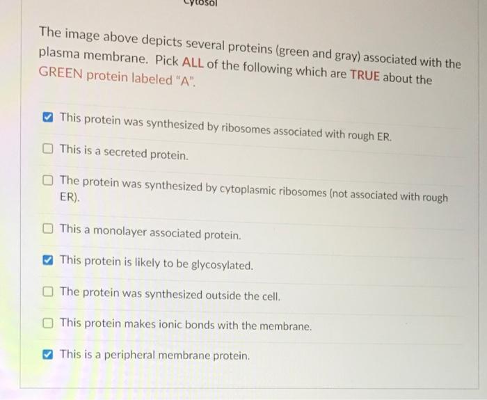 Solved Cytosol The image above depicts several proteins | Chegg.com