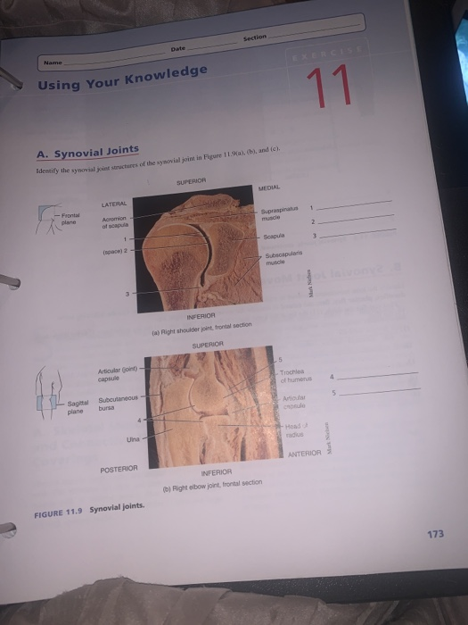 Solved Date Name Using Your Knowledge A. Synovial Joints . | Chegg.com