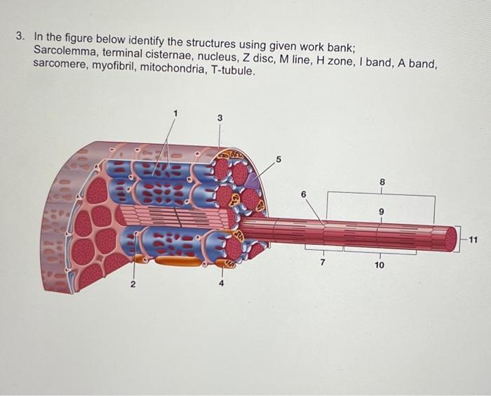 Solved 3. In the figure below identify the structures using | Chegg.com