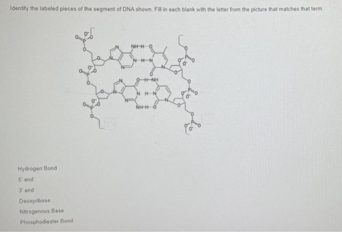 Solved Identify the labeled pieces of the segment of DNA | Chegg.com