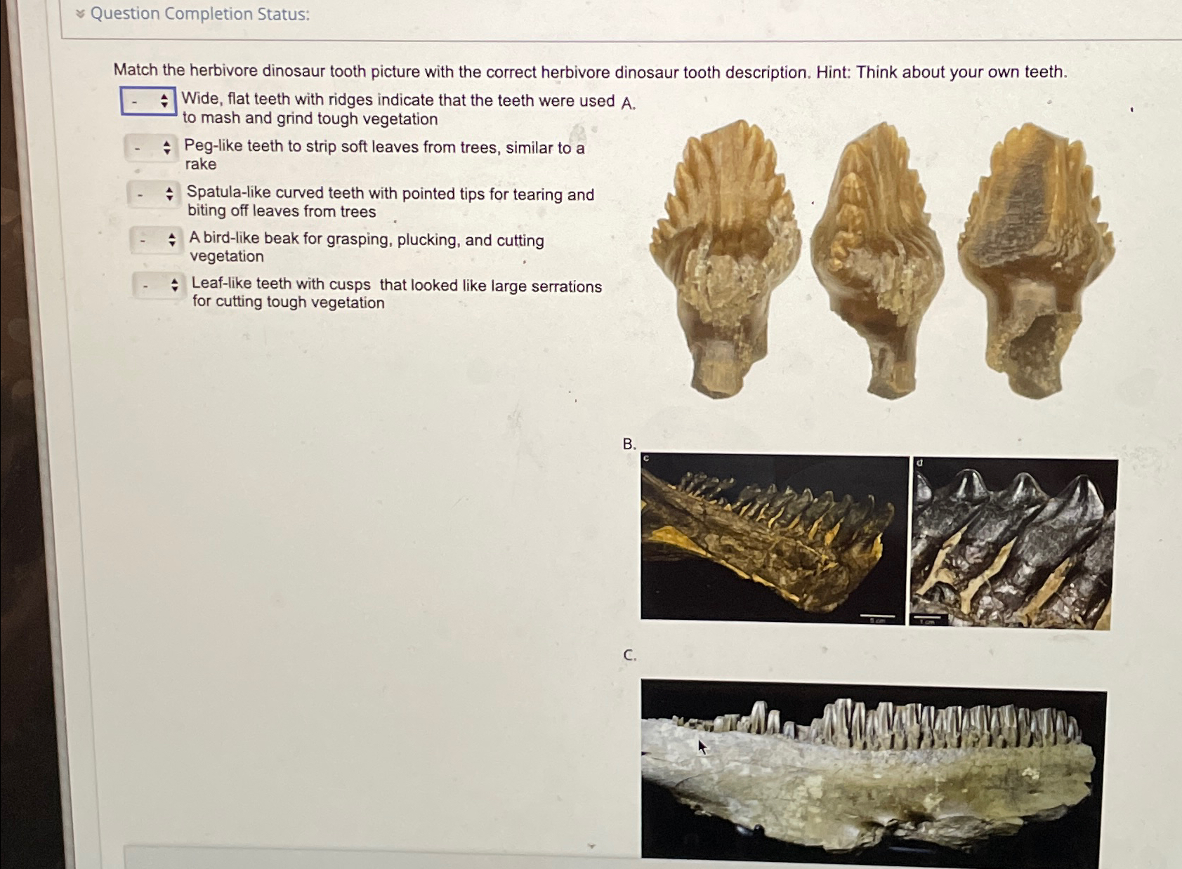 Solved ~~ Question Completion Status:Match the herbivore | Chegg.com