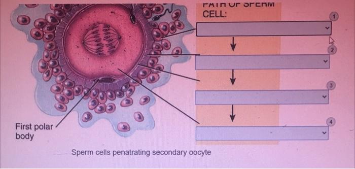 Solved Place the structures the sperm must pass through in | Chegg.com