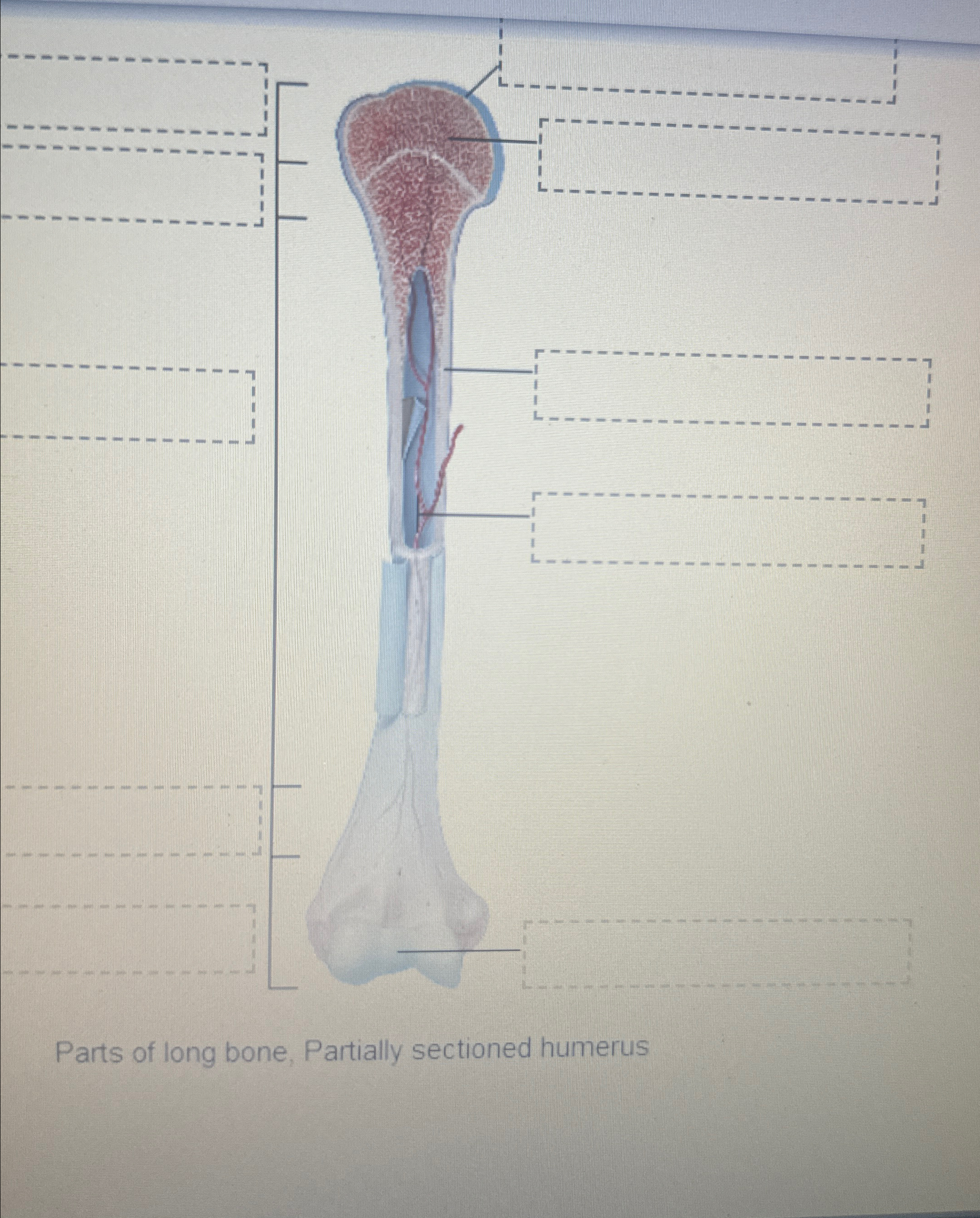 Solved Parts of long bone, Partially sectioned humerus | Chegg.com