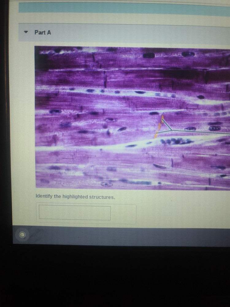 Solved Part A Identify the highlighted structures. | Chegg.com