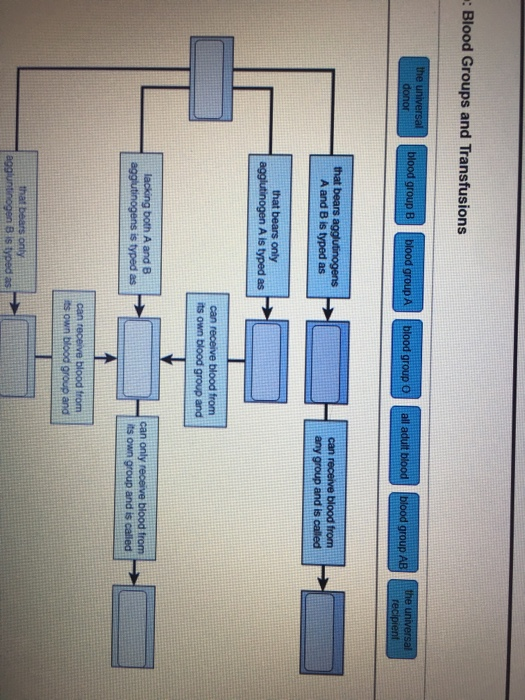 Solved Blood Groups and Transfusions the universal donor | Chegg.com