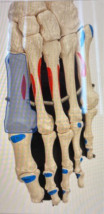 Solved Cuboid Lateral cuneiform Navicular Intermediate | Chegg.com