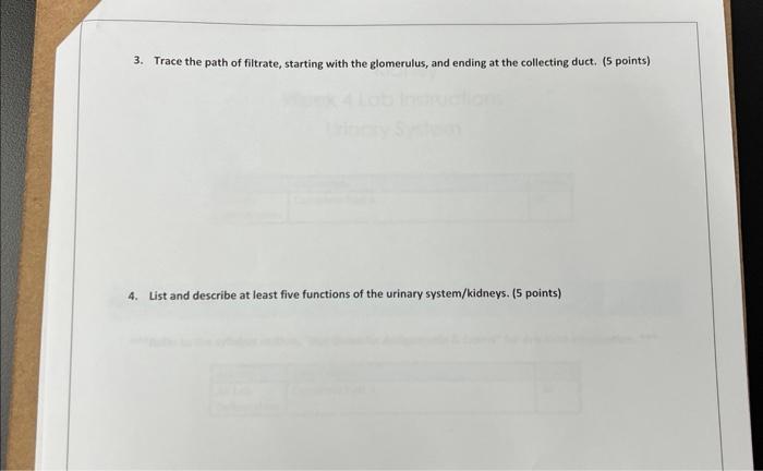 Solved 1. Trace the path of urine from the renal papilla to | Chegg.com