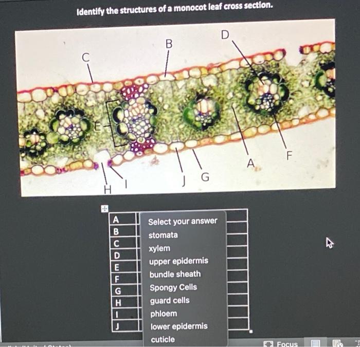 Monocot Leaf Cross Section