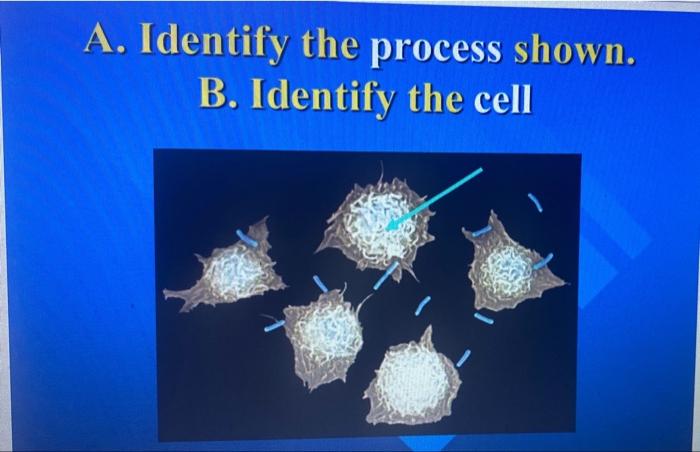 Solved A. Identify the process shown. B. Identify the cell | Chegg.com