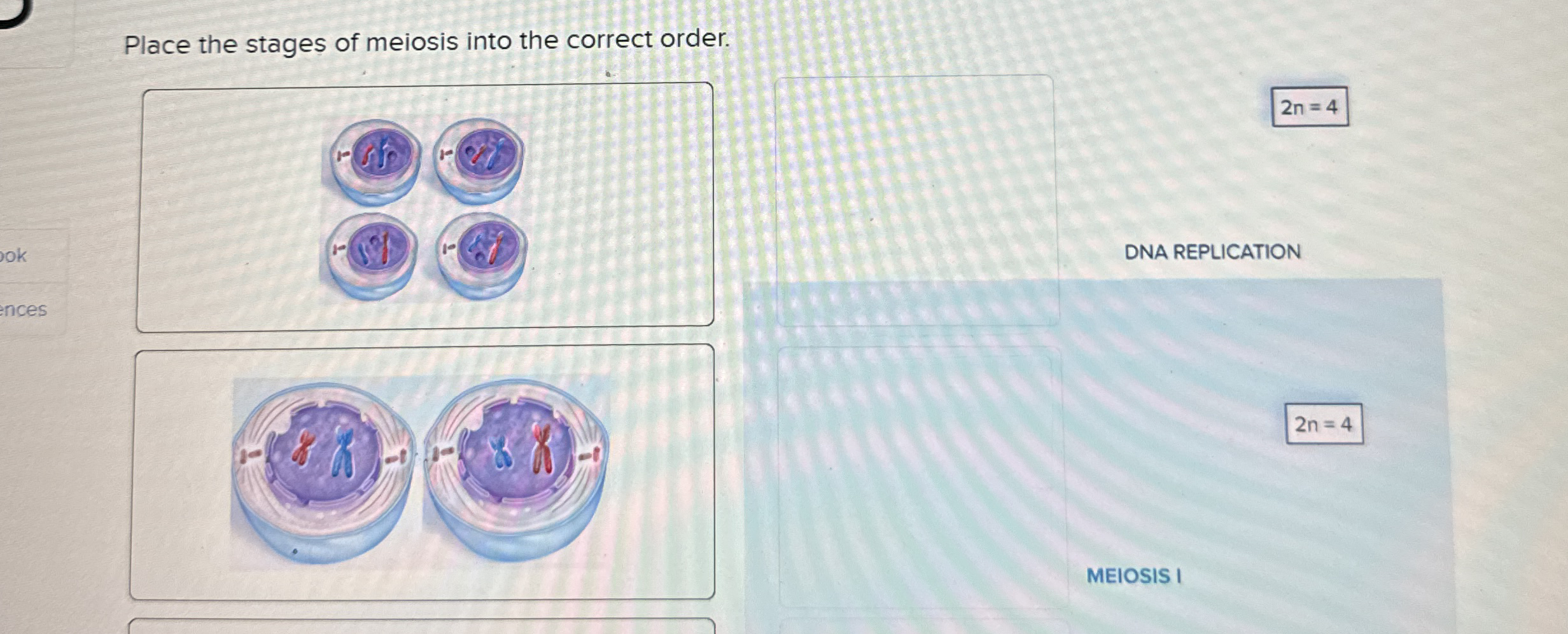 Solved Place the stages of meiosis into the correct | Chegg.com