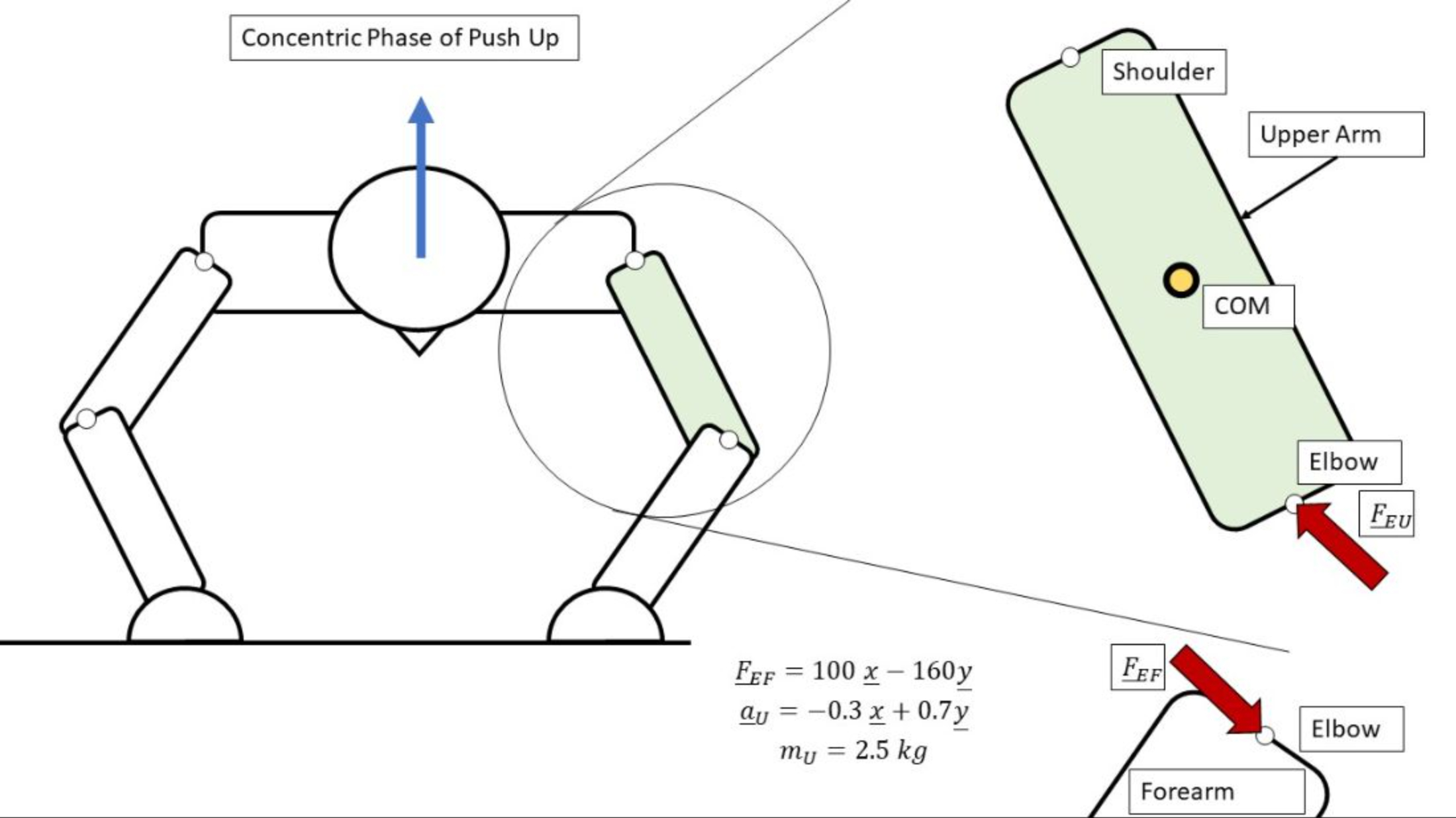 Solved Given the elbow joint reaction force acting on the | Chegg.com