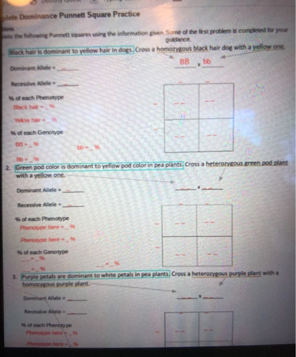 Solved plete Dominance Punnett Square Practice te the | Chegg.com