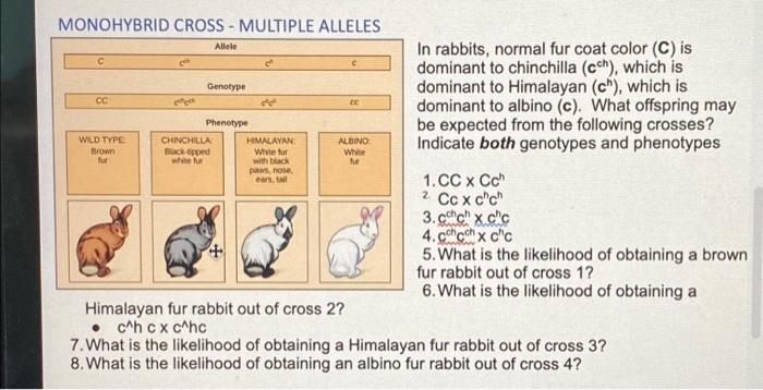 Solved Allele c. c Genotype сс del OC WILD TYPE Brown Fur | Chegg.com