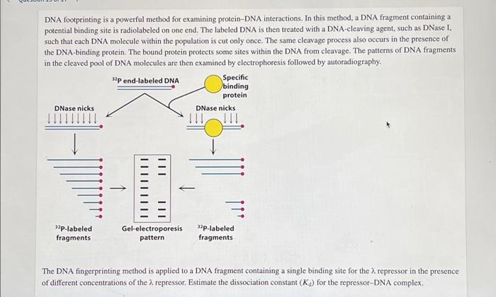 Solved DNA footprinting is a powerful method for examining | Chegg.com