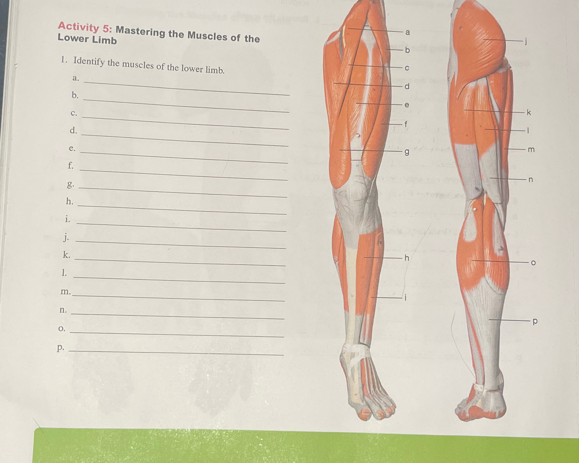 Solved Activity 5: Mastering the Muscles of the Lower | Chegg.com