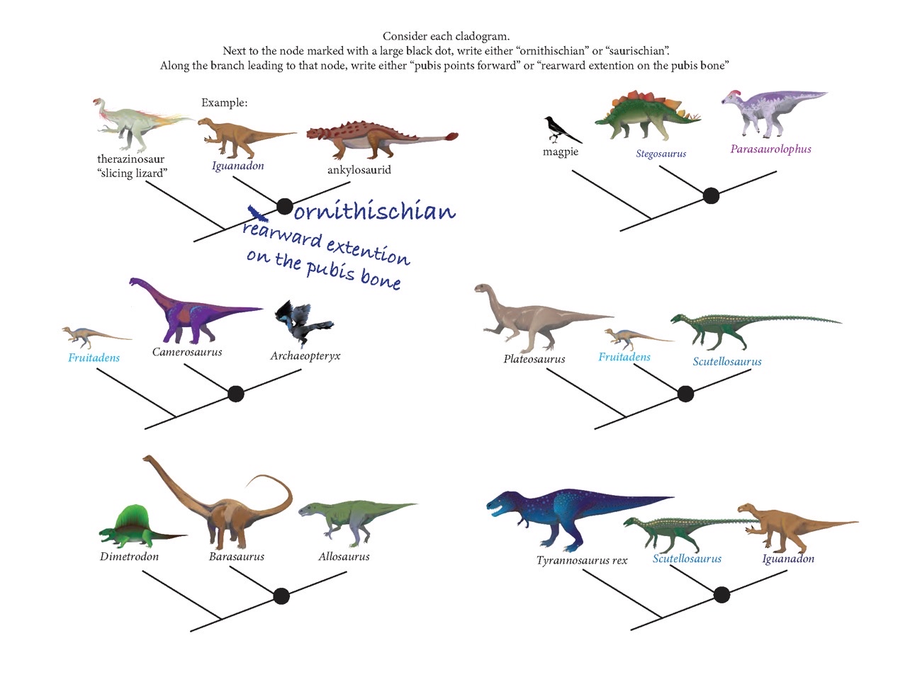 Solved consider each cladogram. Next to the node marked with | Chegg.com