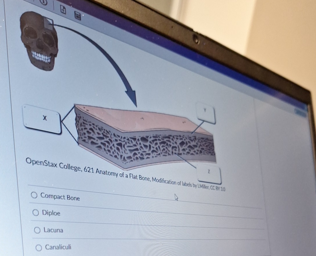 Solved OpenStax College, 621 ﻿Anatomy of a Flat Bone, | Chegg.com