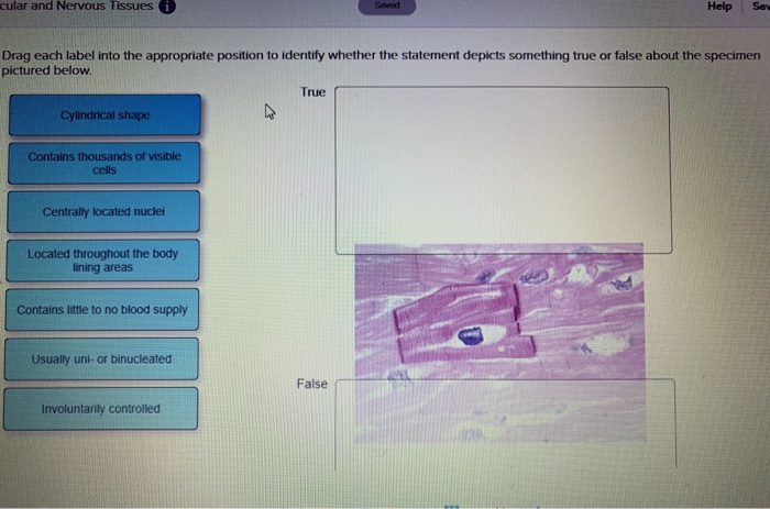 Solved Cular And Nervous Tissues I Saved Help Sex Drag Each