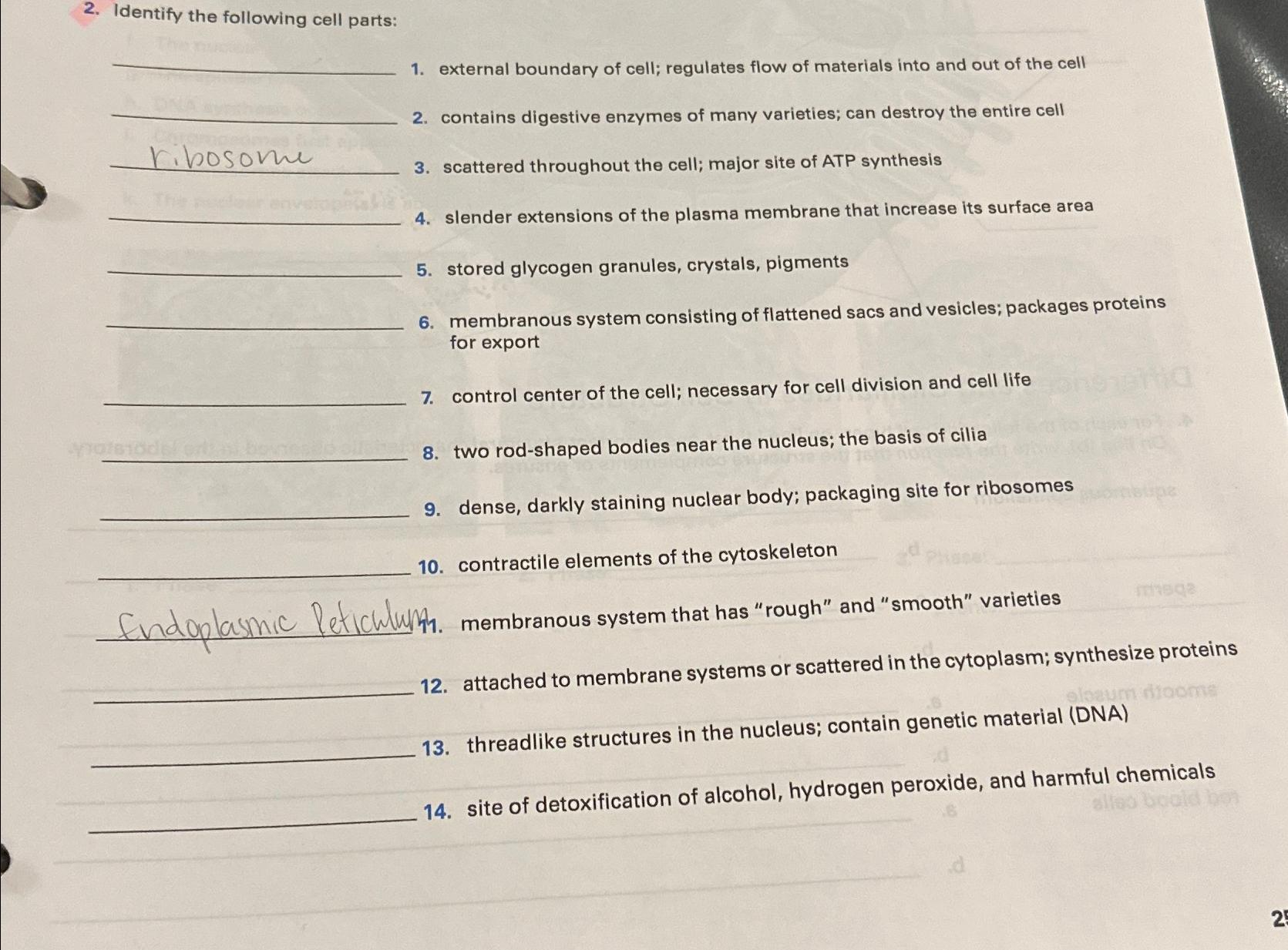 Solved Identify the following cell parts:external boundary | Chegg.com