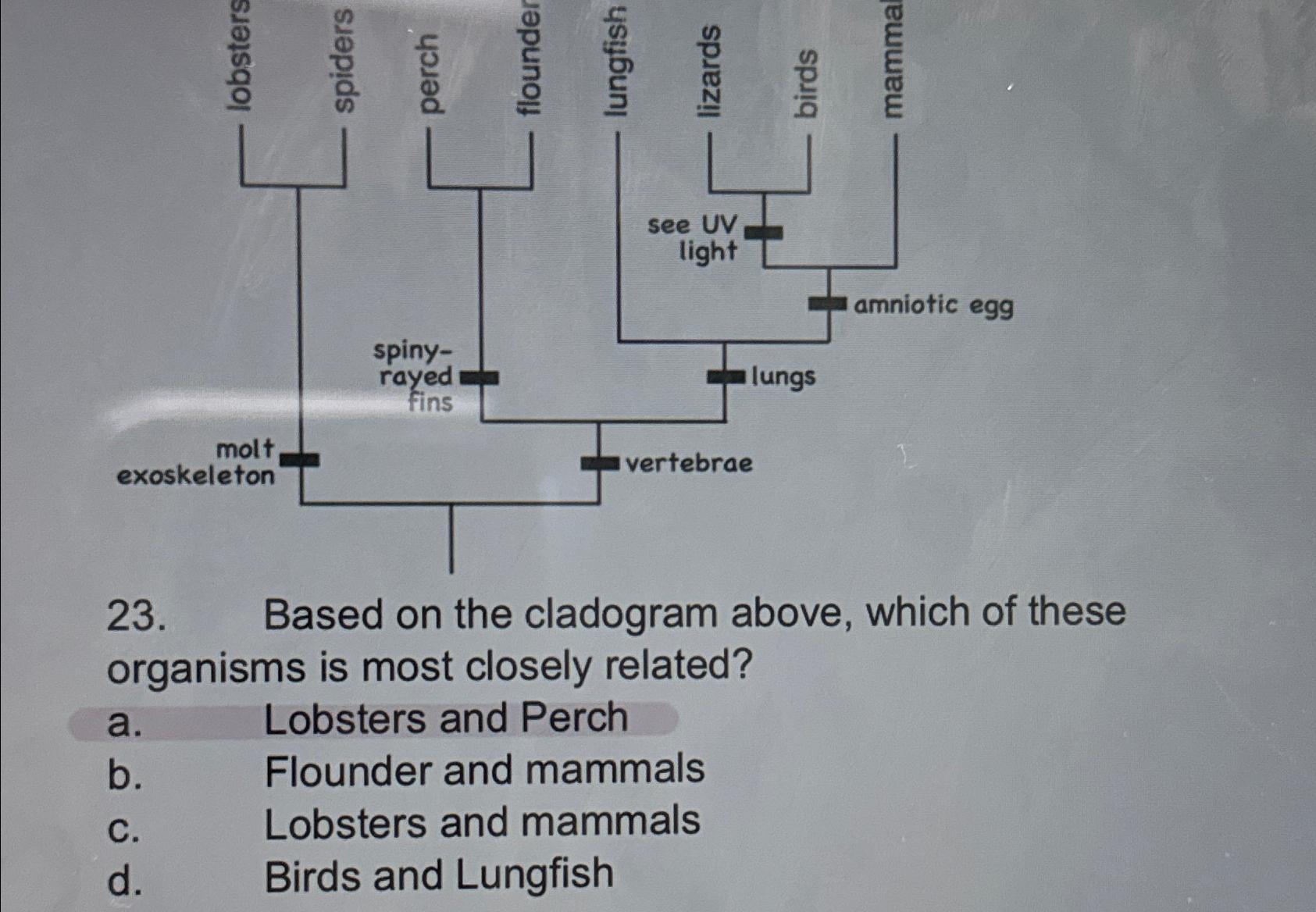 Solved Based on the cladogram above, which of these | Chegg.com