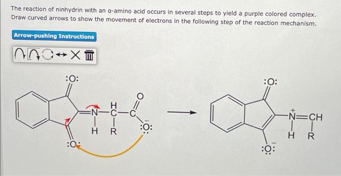 Solved The reaction of ninhydrin with an a-amino acid occurs | Chegg.com