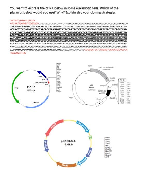 Solved You want to express the cDNA below in some eukaryotic | Chegg.com