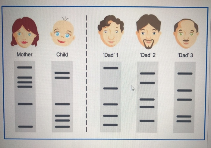 Solved looking at the dna. who is the father of the baby? | Chegg.com