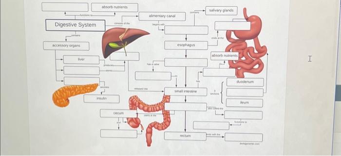 Digestive System Concept Map | Chegg.com