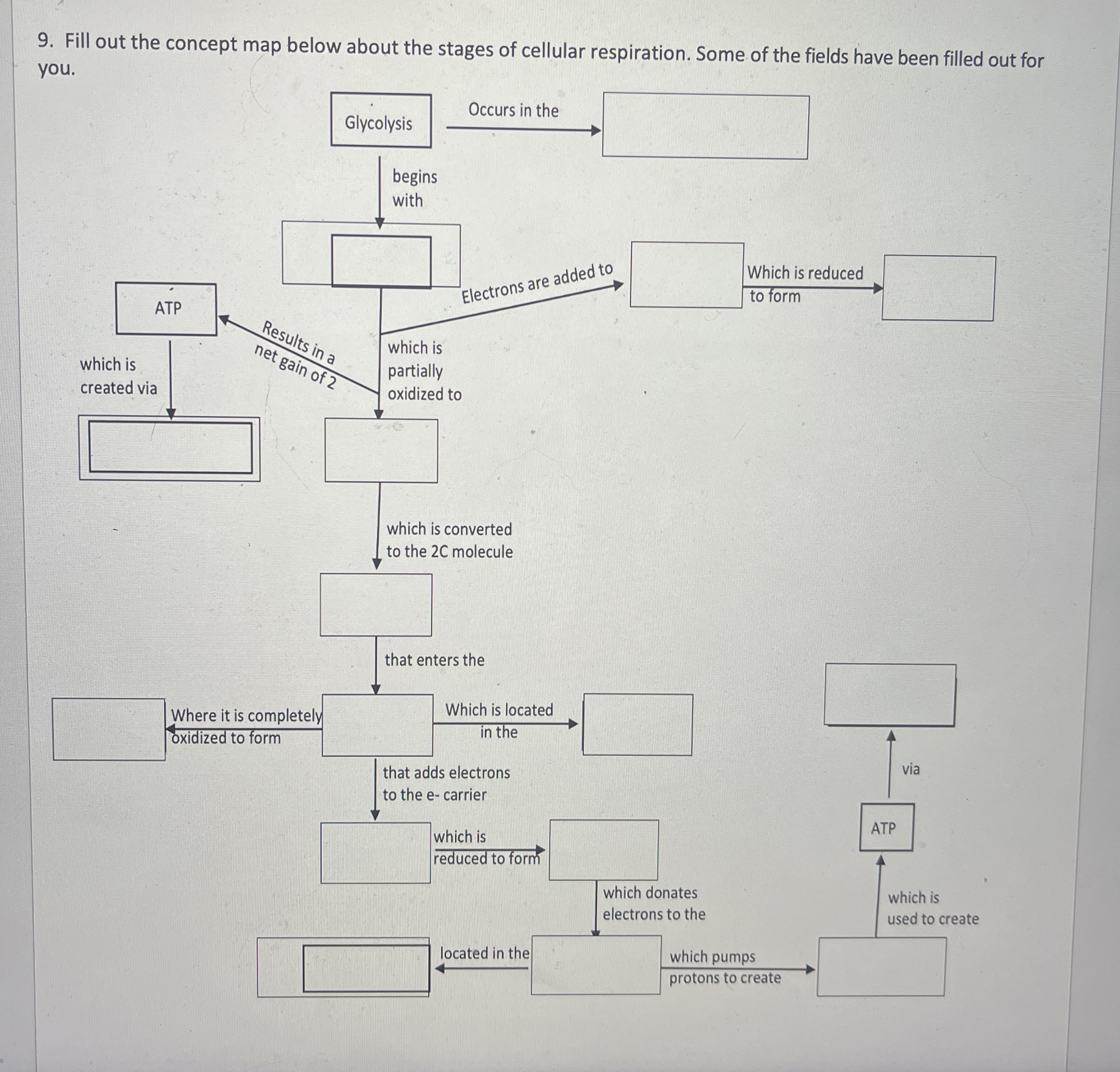 Solved Fill out the concept map below about the stages of | Chegg.com
