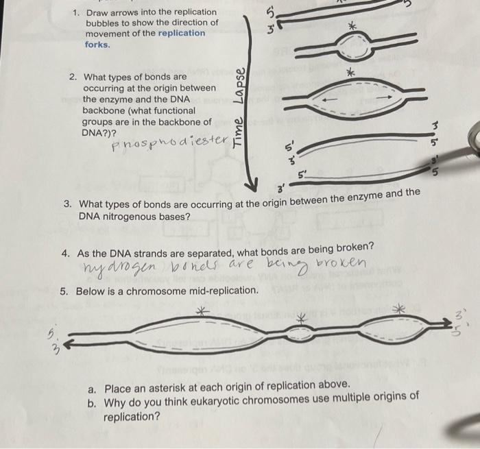 Solved 1. Draw arrows into the replication bubbles to show | Chegg.com