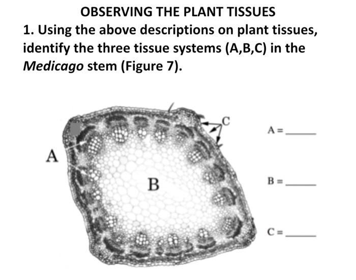 Solved OBSERVING THE PLANT TISSUES 1. Using the above | Chegg.com