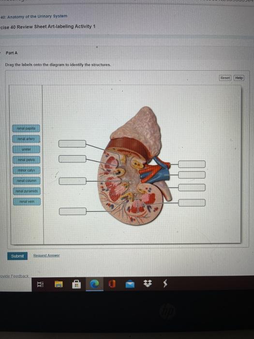 Solved 40: Anatomy of the Urinary System cise 40 Review | Chegg.com