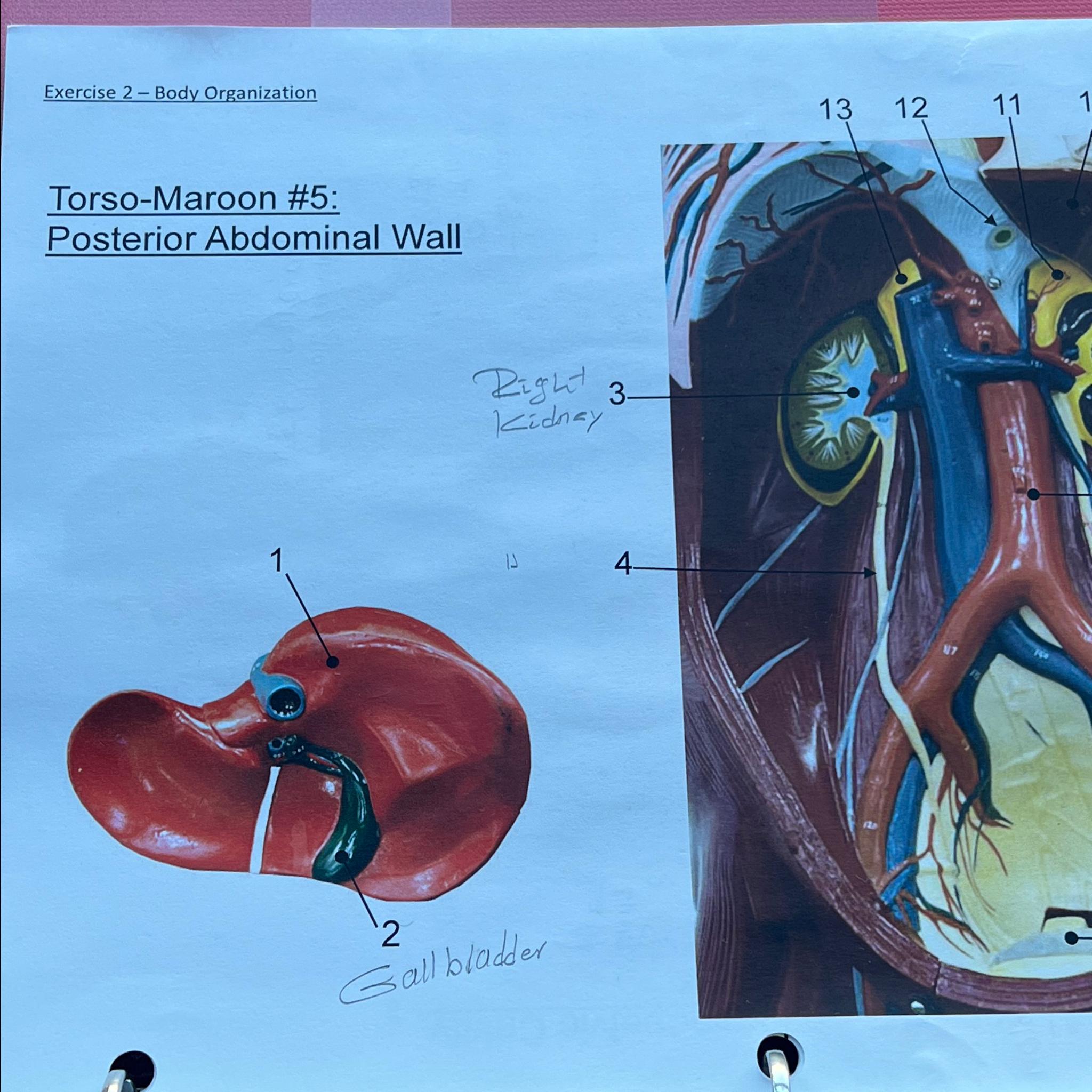 Solved Exercise 2-Body OrganizationTorso-Maroon #5:Posterior | Chegg.com