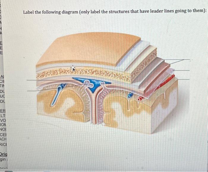 Solved Label the following diagram (only label the | Chegg.com