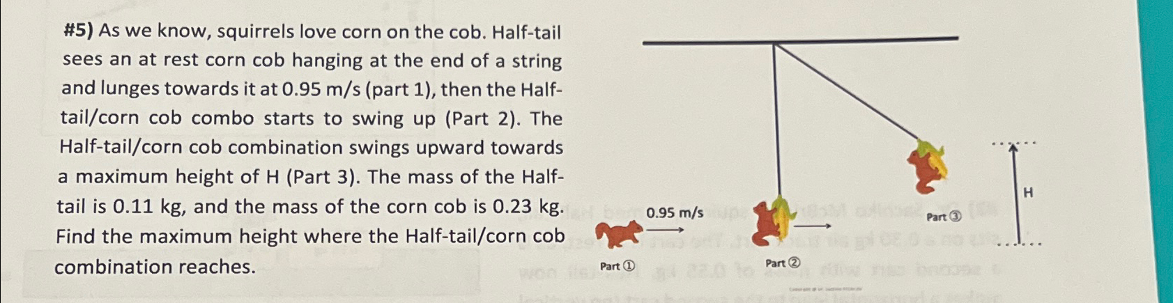 Solved #5) ﻿As we know, squirrels love corn on the cob. | Chegg.com