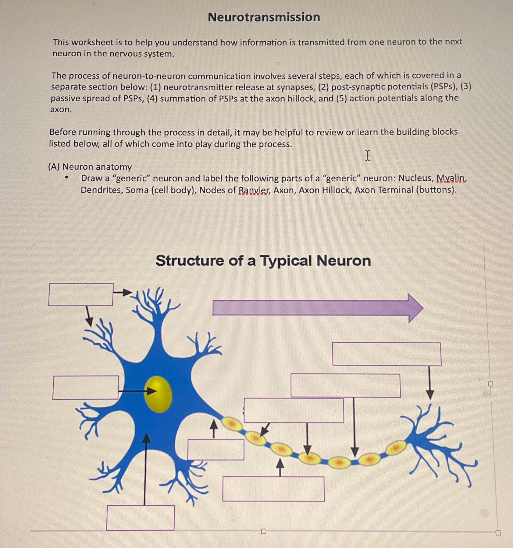 Solved NeurotransmissionThis worksheet is to help you | Chegg.com